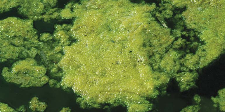Understanding algae - Pool & Spa Marketing Understanding algae - Pool & Spa Marketing